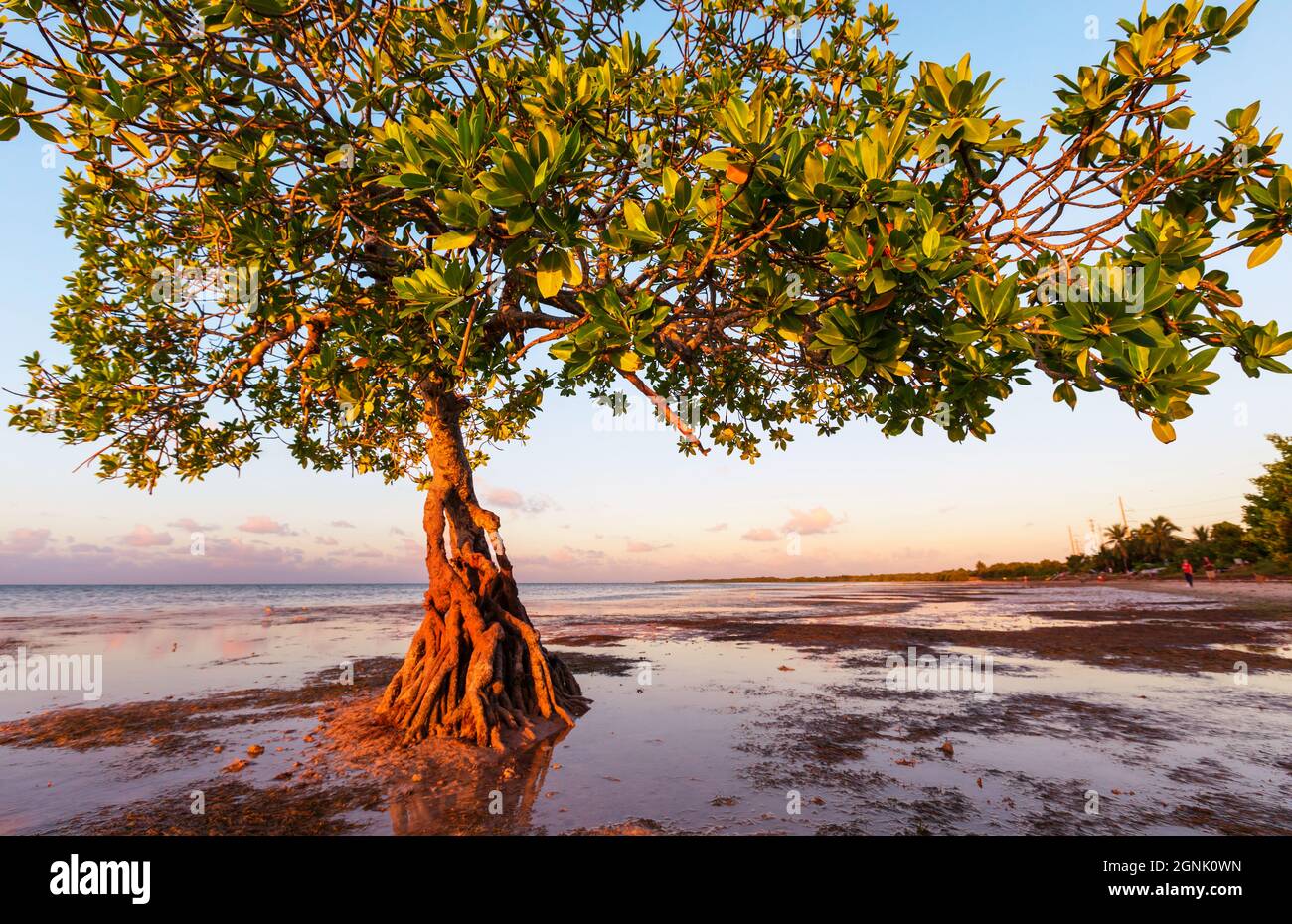Mangroves in florida keys hi-res stock photography and images - Alamy