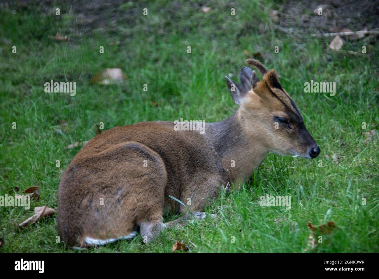 little muntjak deer in the forest Stock Photo - Alamy