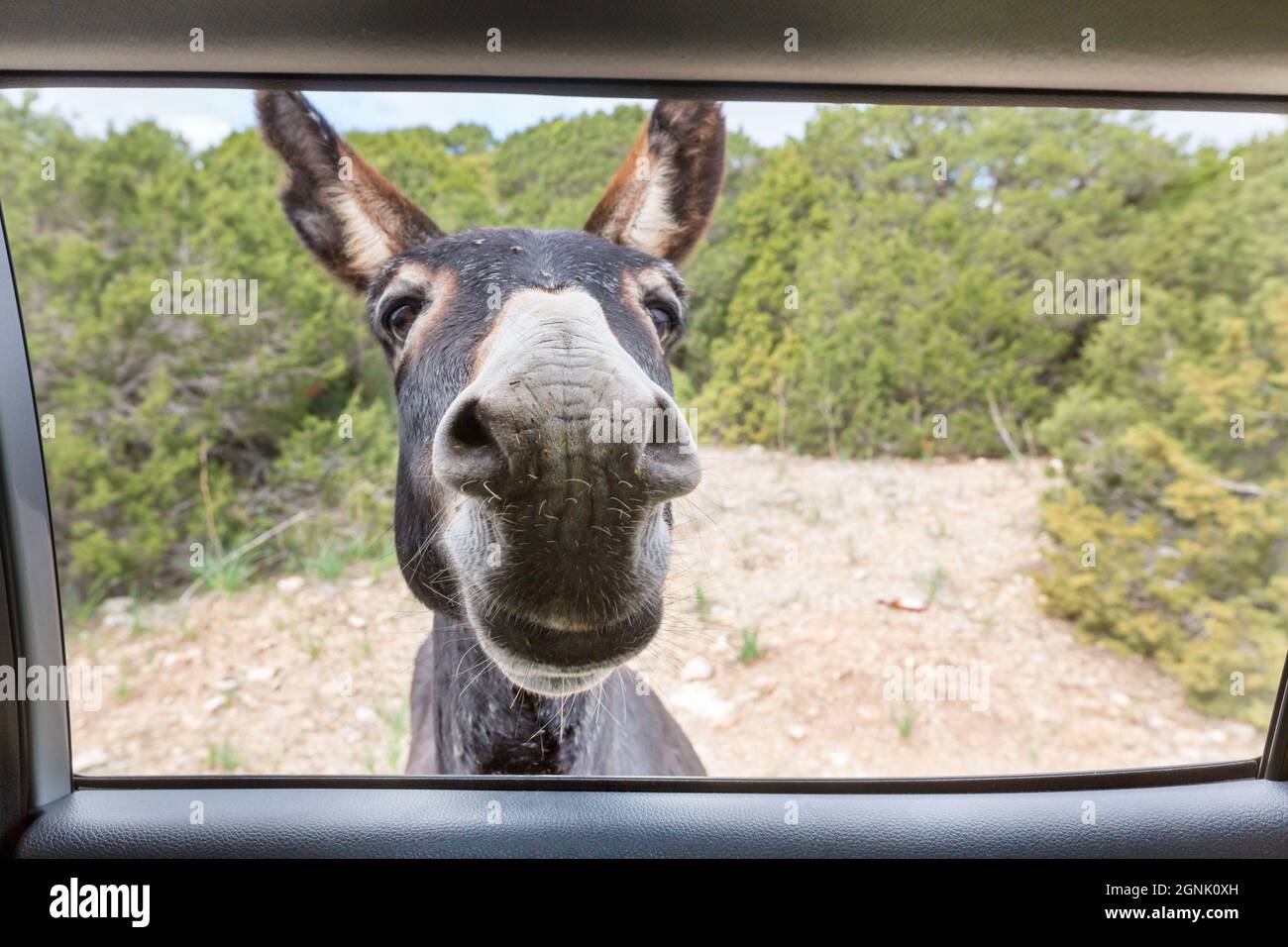 Wild donkey in Northern Cyprus Stock Photo - Alamy