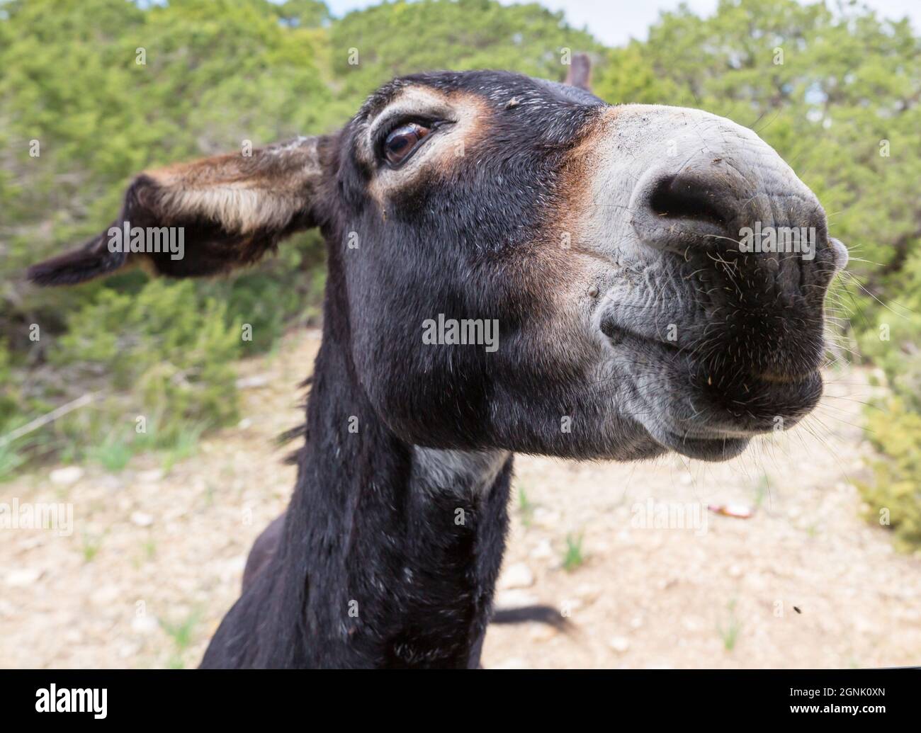 Wild donkey in Northern Cyprus Stock Photo - Alamy