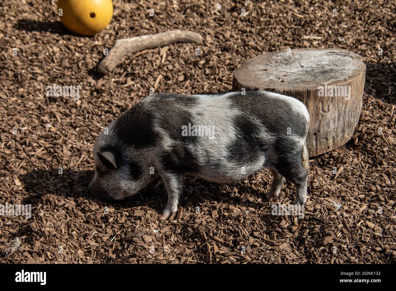boars dig in the earth looking for food Stock Photo - Alamy