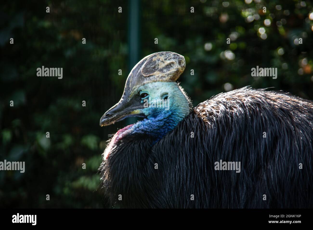 Large cassowary bird in the shade under trees Stock Photo - Alamy