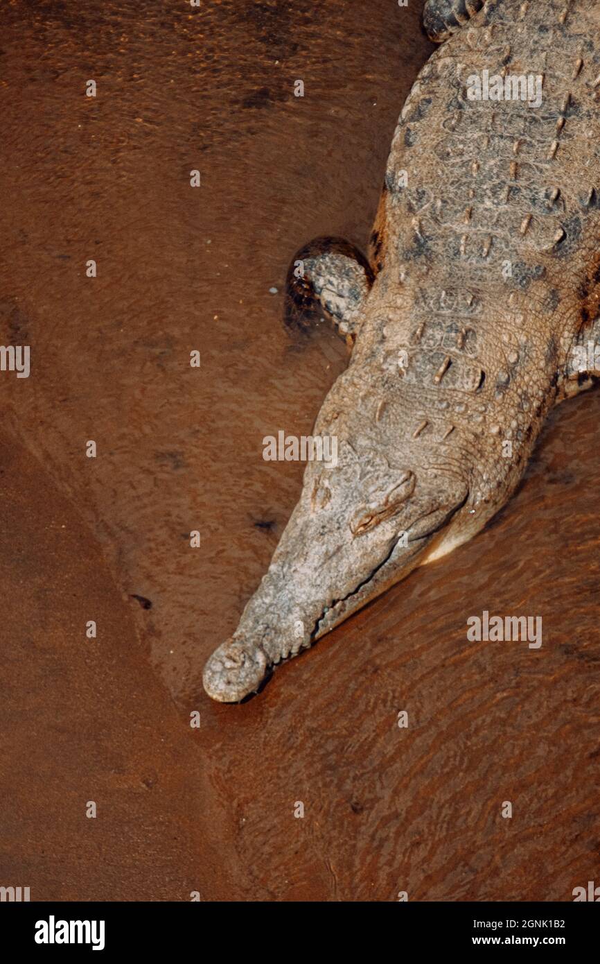 wild crocodile in a river Stock Photo - Alamy