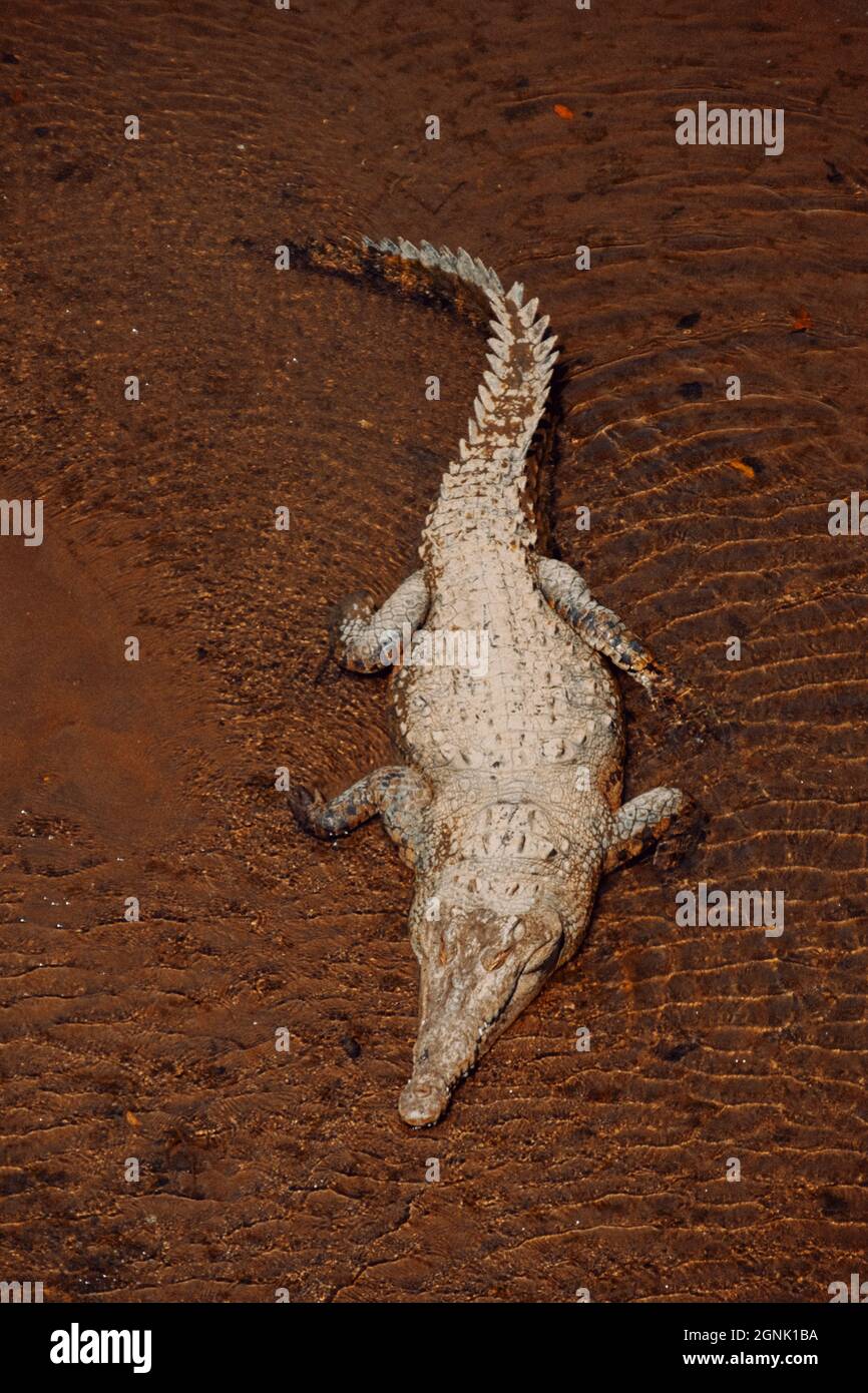 wild crocodile in a river Stock Photo - Alamy