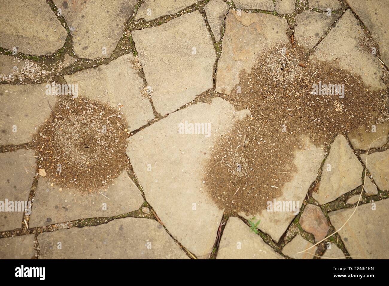 Small nests of ants in the stone floor of wild tiles. Top view Stock ...