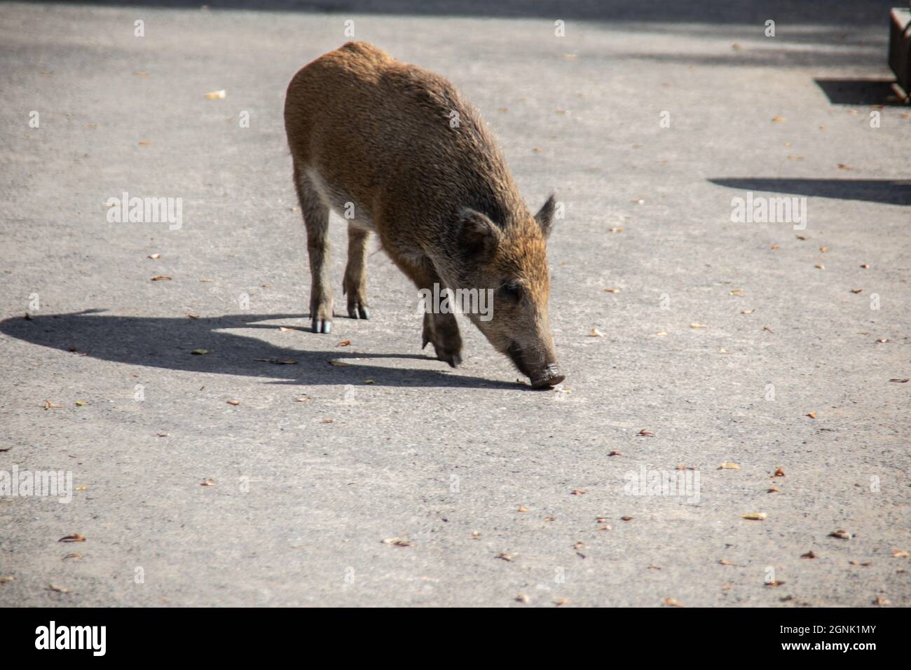 Wild boars dig in the earth looking for food Stock Photo - Alamy