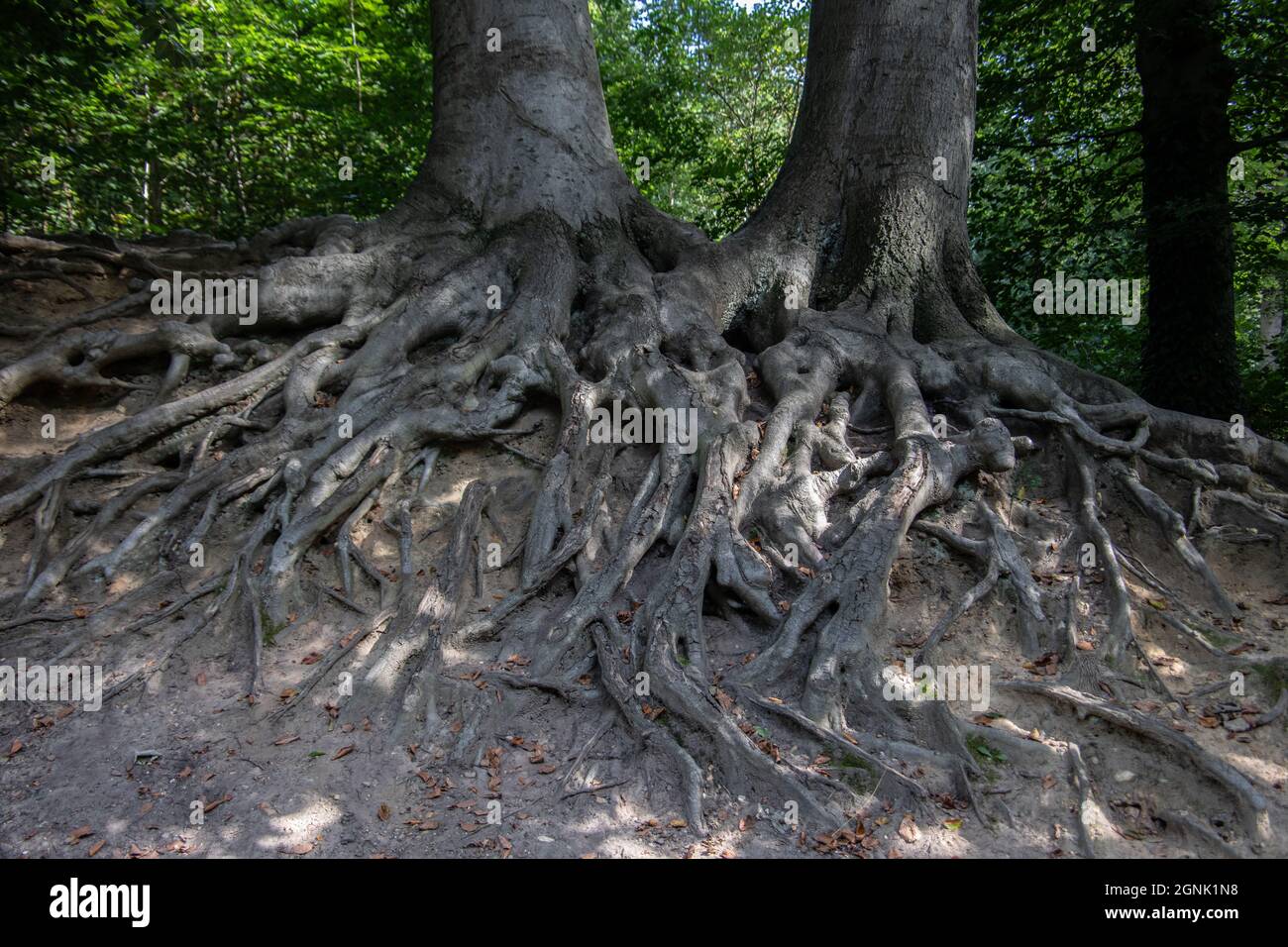 large tree with a huge network of roots in the forest Stock Photo - Alamy