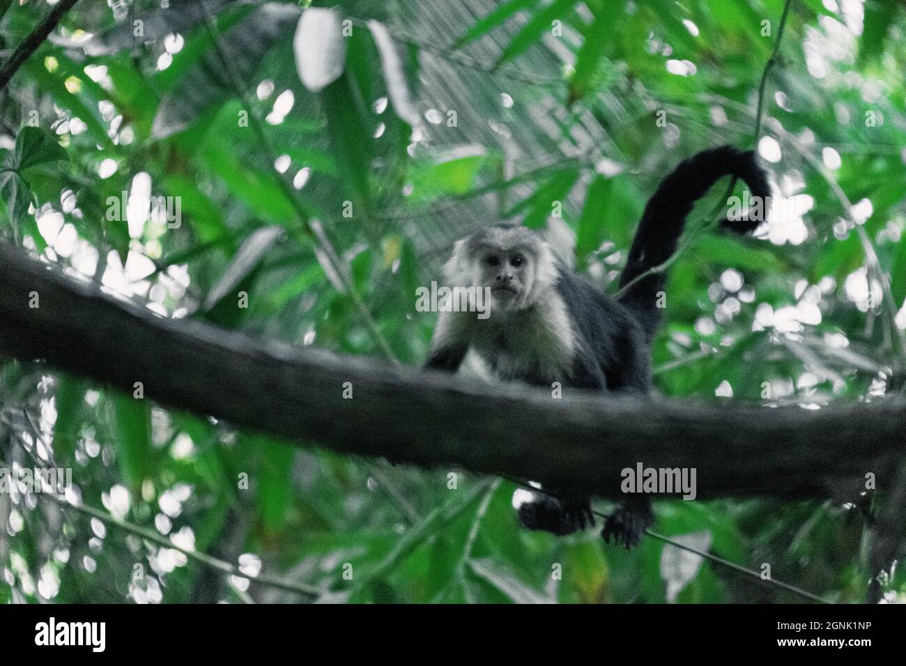 monkey in tree Stock Photo - Alamy