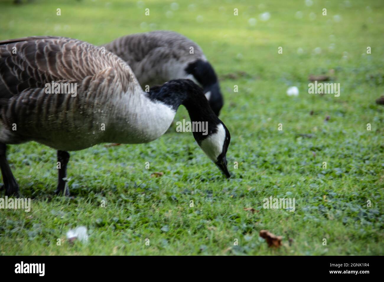 gray goose on the meadow in Castle park Stock Photo - Alamy