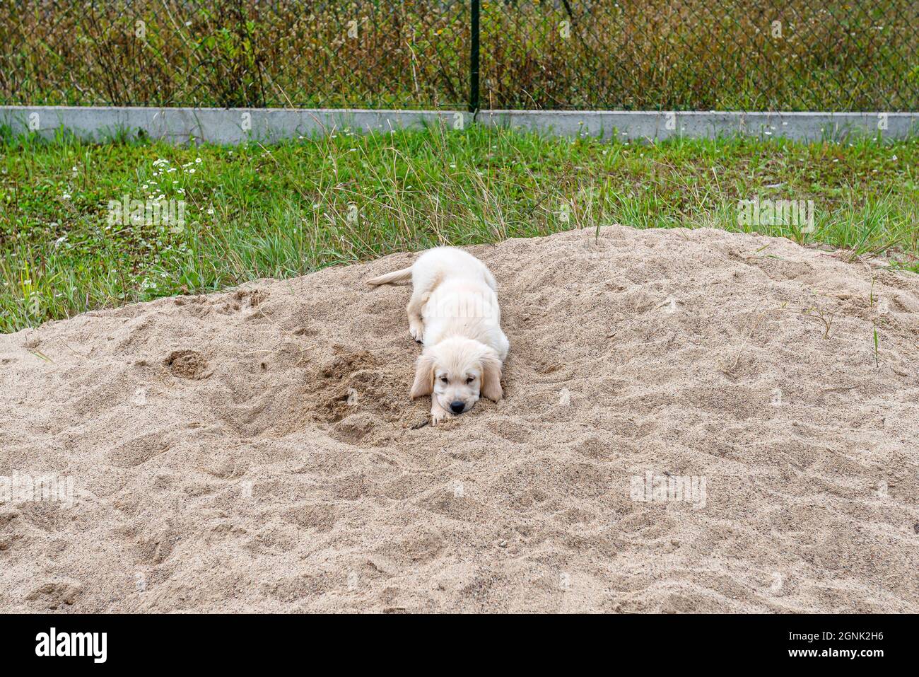 A male golden retriever puppy lies on a heap of sand in the backyard ...