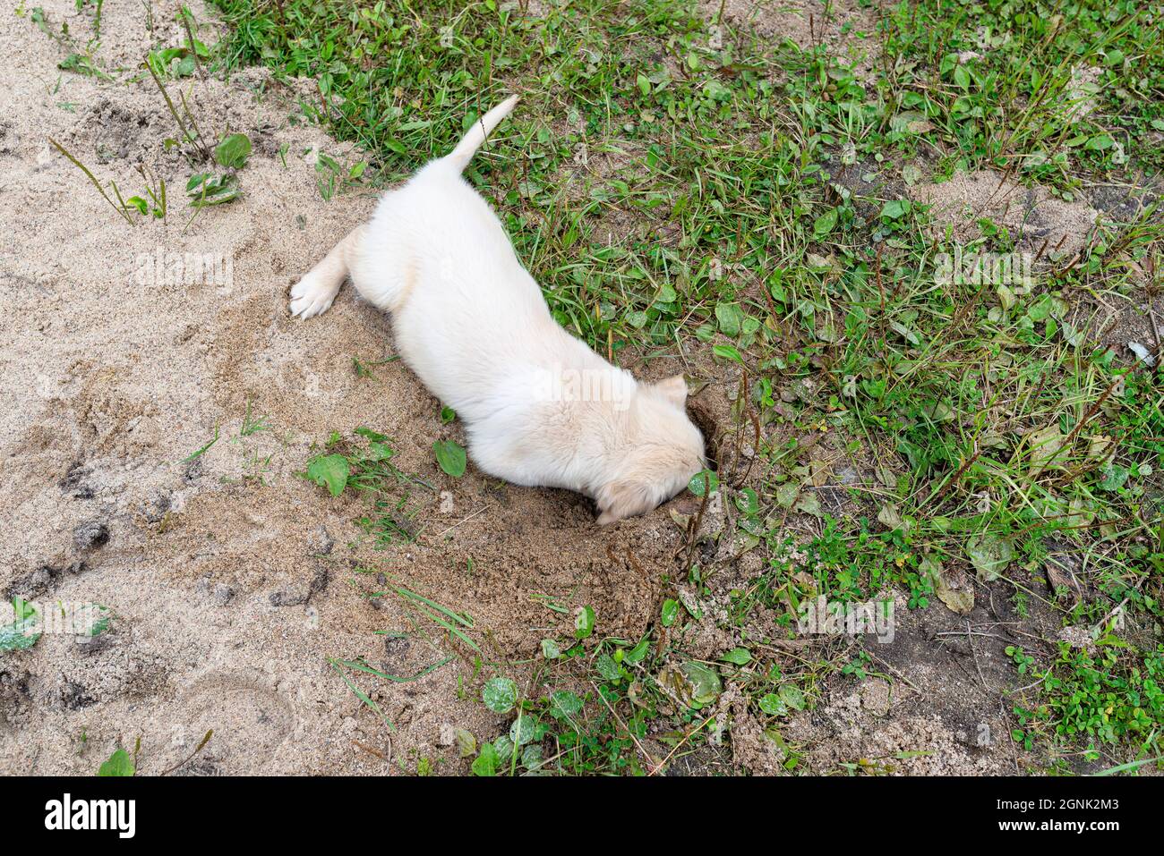 Golden retriever digging hole hi-res stock photography and images - Alamy