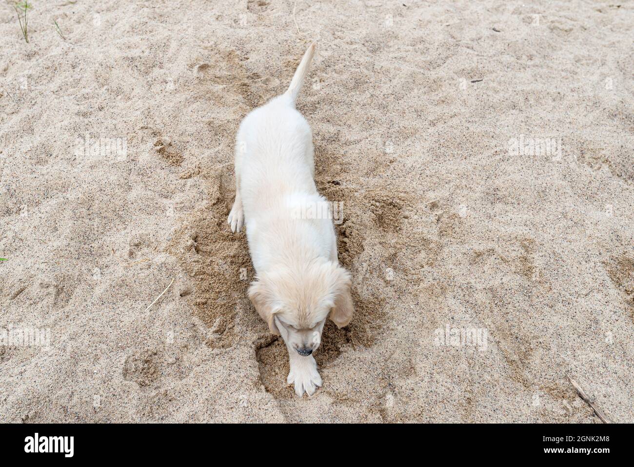 A male golden retriever puppy is digging a hole in a pile of sand in ...