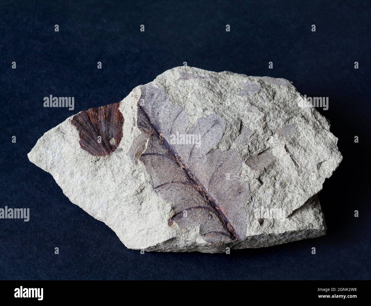 Permian extinction hi-res stock photography and images - Alamy