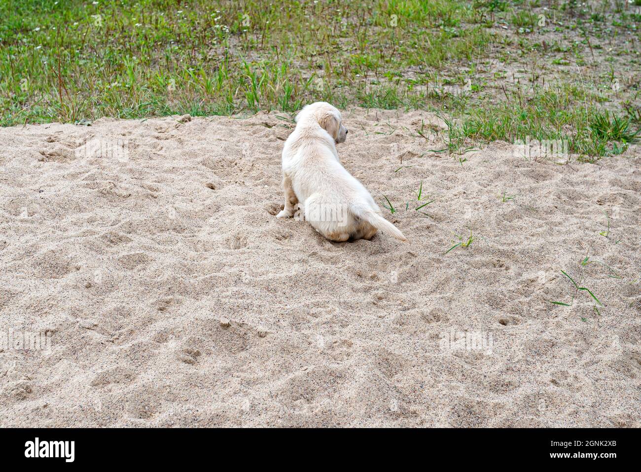 A male golden retriever puppy sitting on a heap of sand in the backyard ...