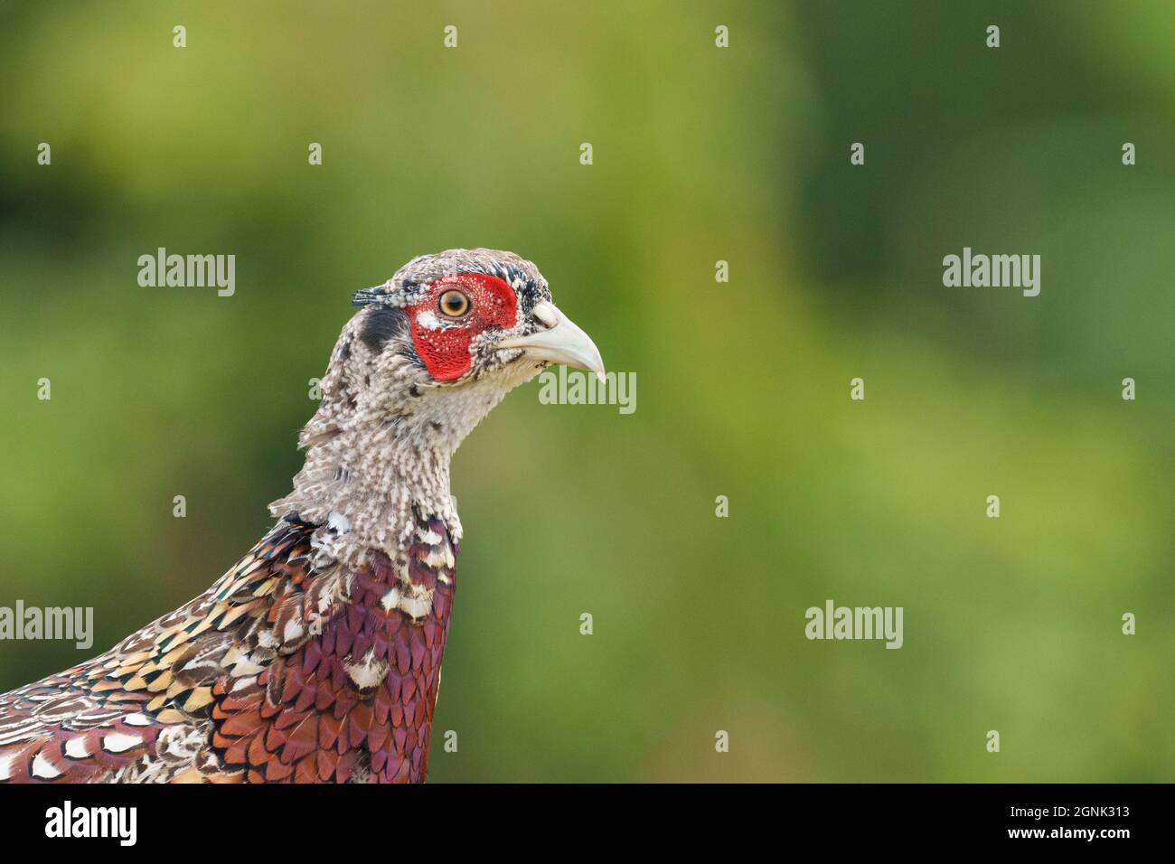 Juvenile pheasant hi-res stock photography and images - Alamy