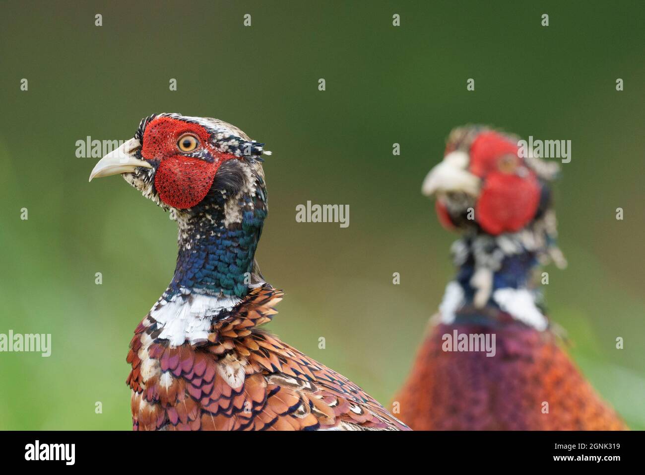 Juvenile pheasant, captive bred then released ahead of the shooting ...