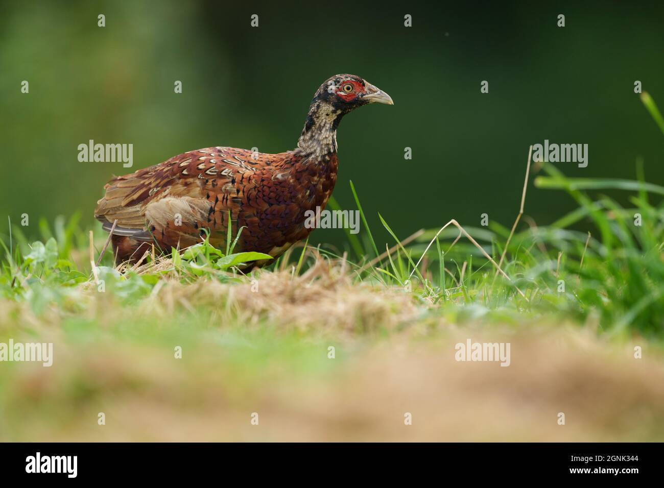 Juvenile pheasant hi-res stock photography and images - Alamy