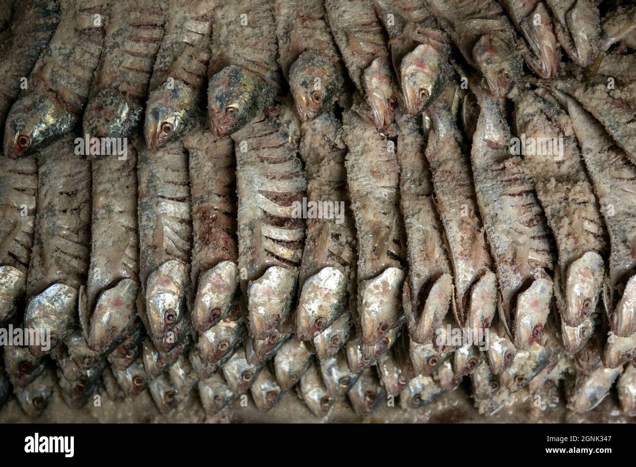 A common method of preserving hilsa is to keep it with salt. Its name ...