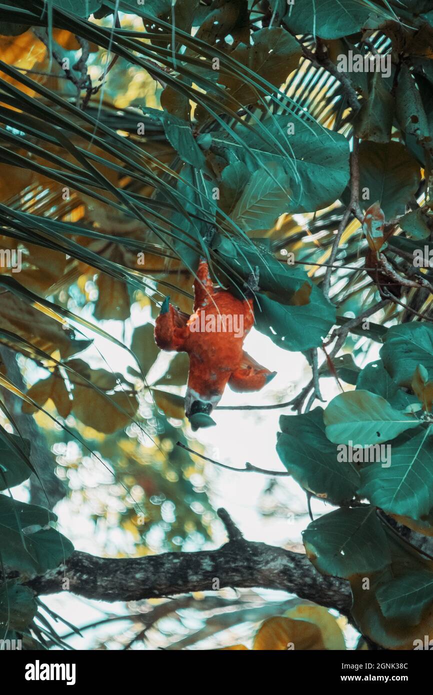 bird in tree red ara Stock Photo - Alamy