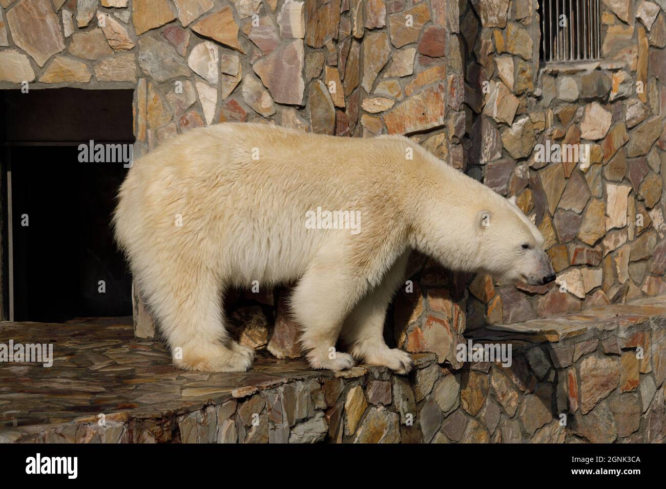 polar bear walks in an aviary of natural stones Stock Photo - Alamy
