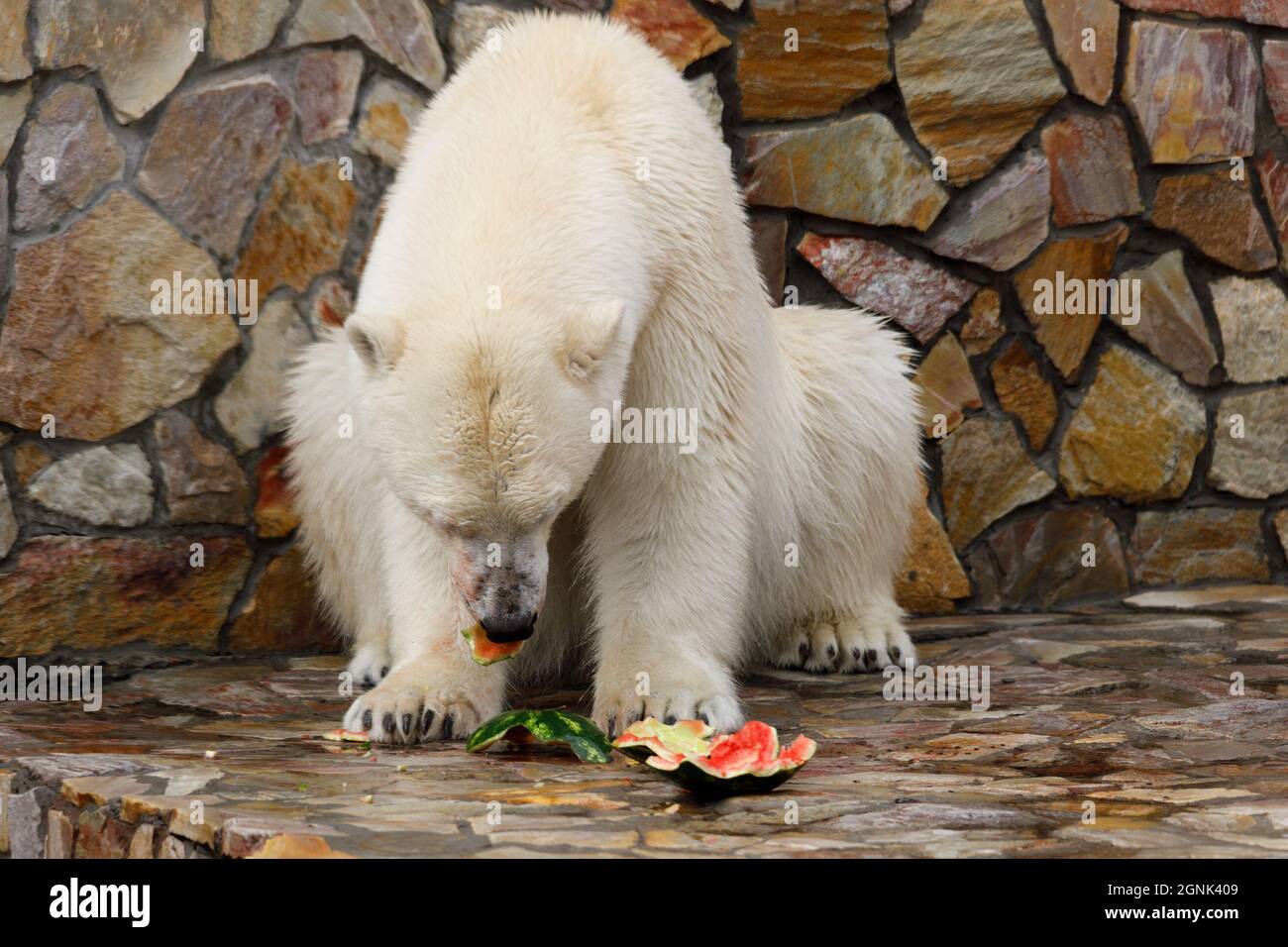 polar bear in the aviary eats watermelon Stock Photo - Alamy