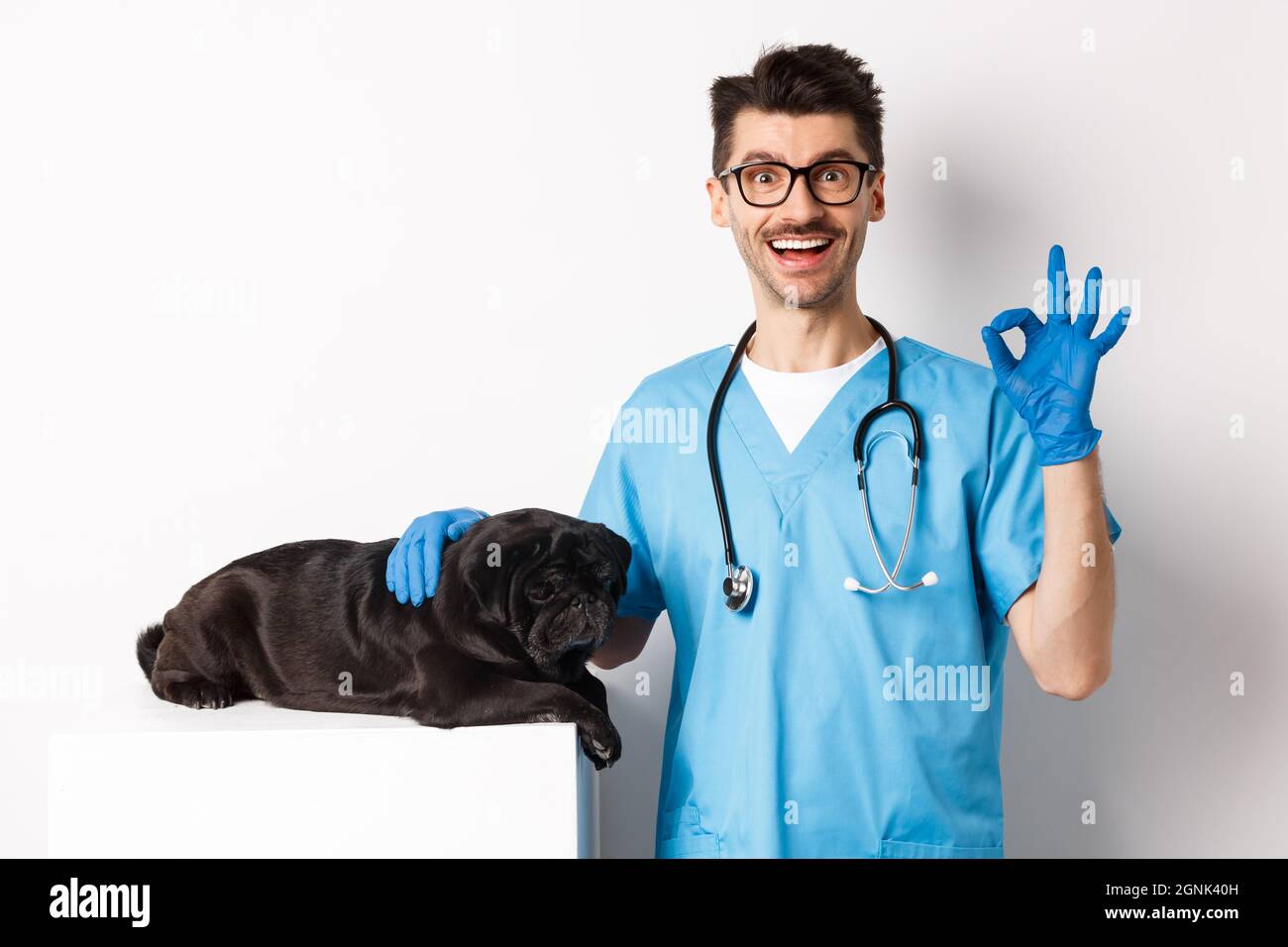 Happy male doctor veterinarian examining cute black dog pug, showing ...