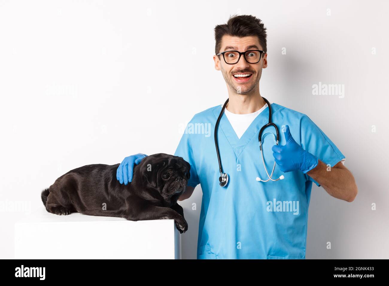 Happy male doctor veterinarian examining cute black dog pug, showing ...