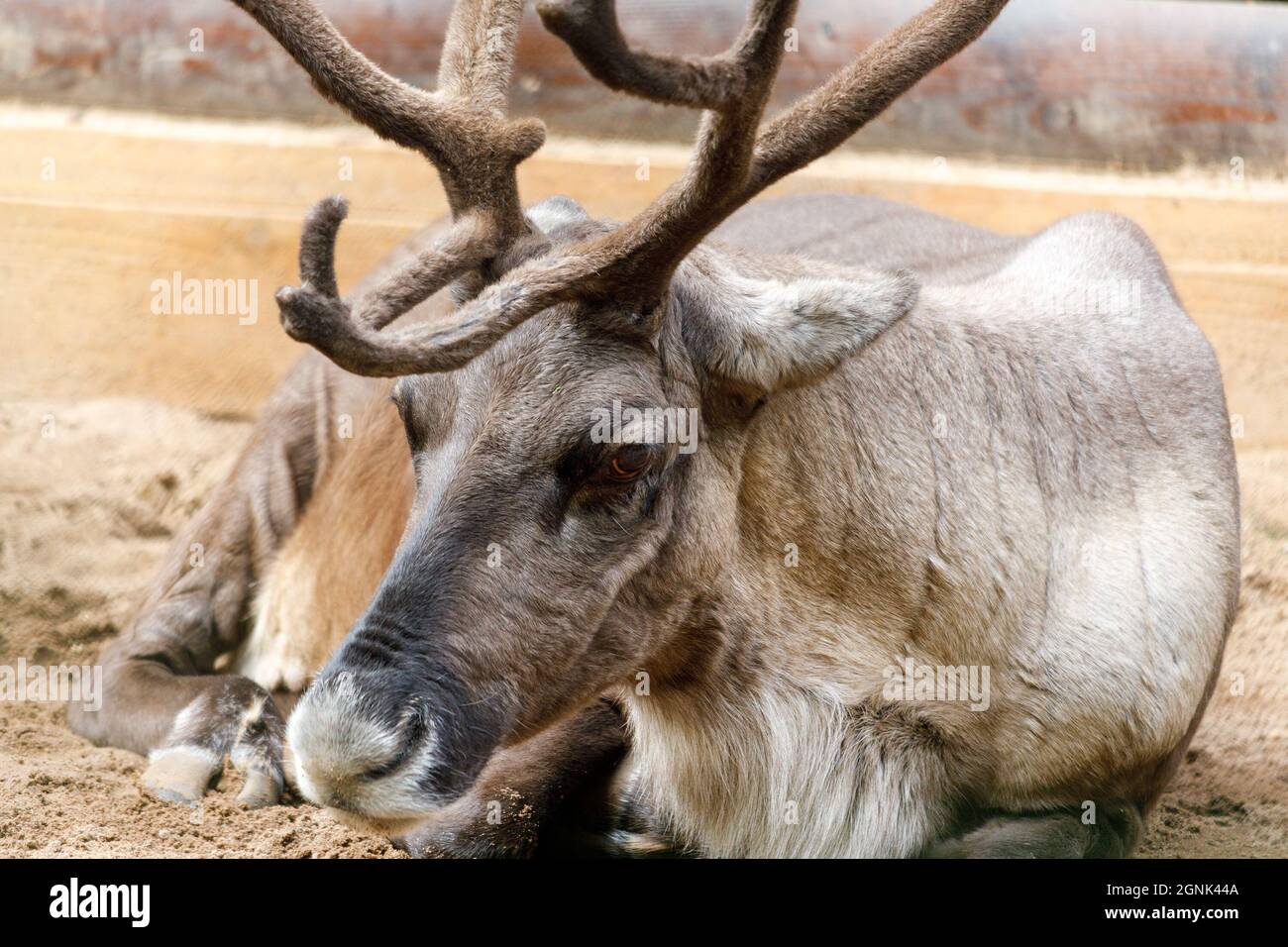 Reindeer in grass paddock hi-res stock photography and images - Alamy