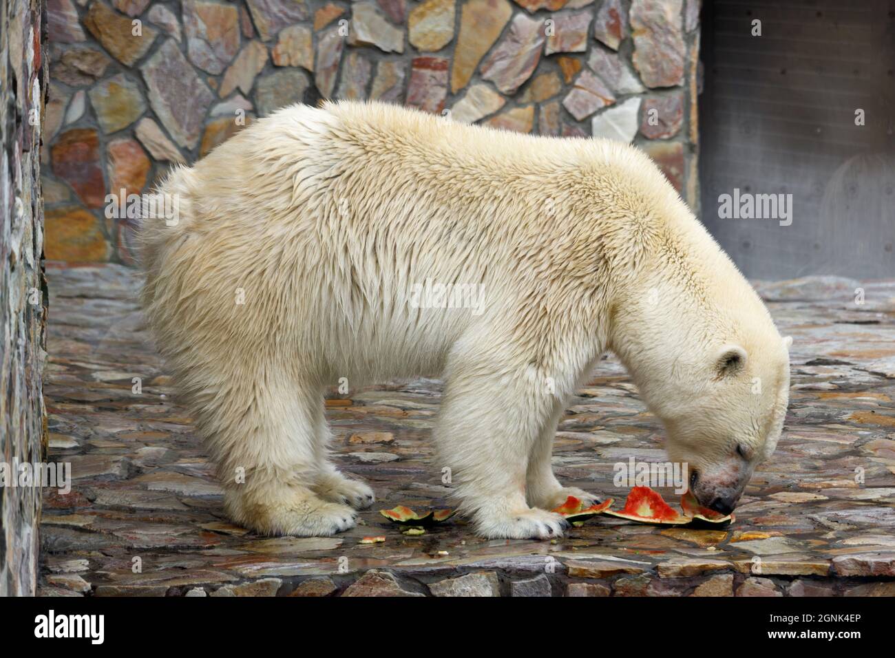 polar bear in the aviary eats watermelon Stock Photo - Alamy