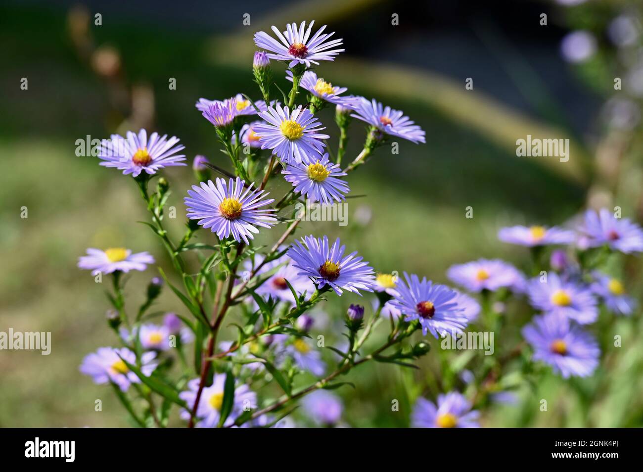 Aster thomsonii hi-res stock photography and images - Alamy