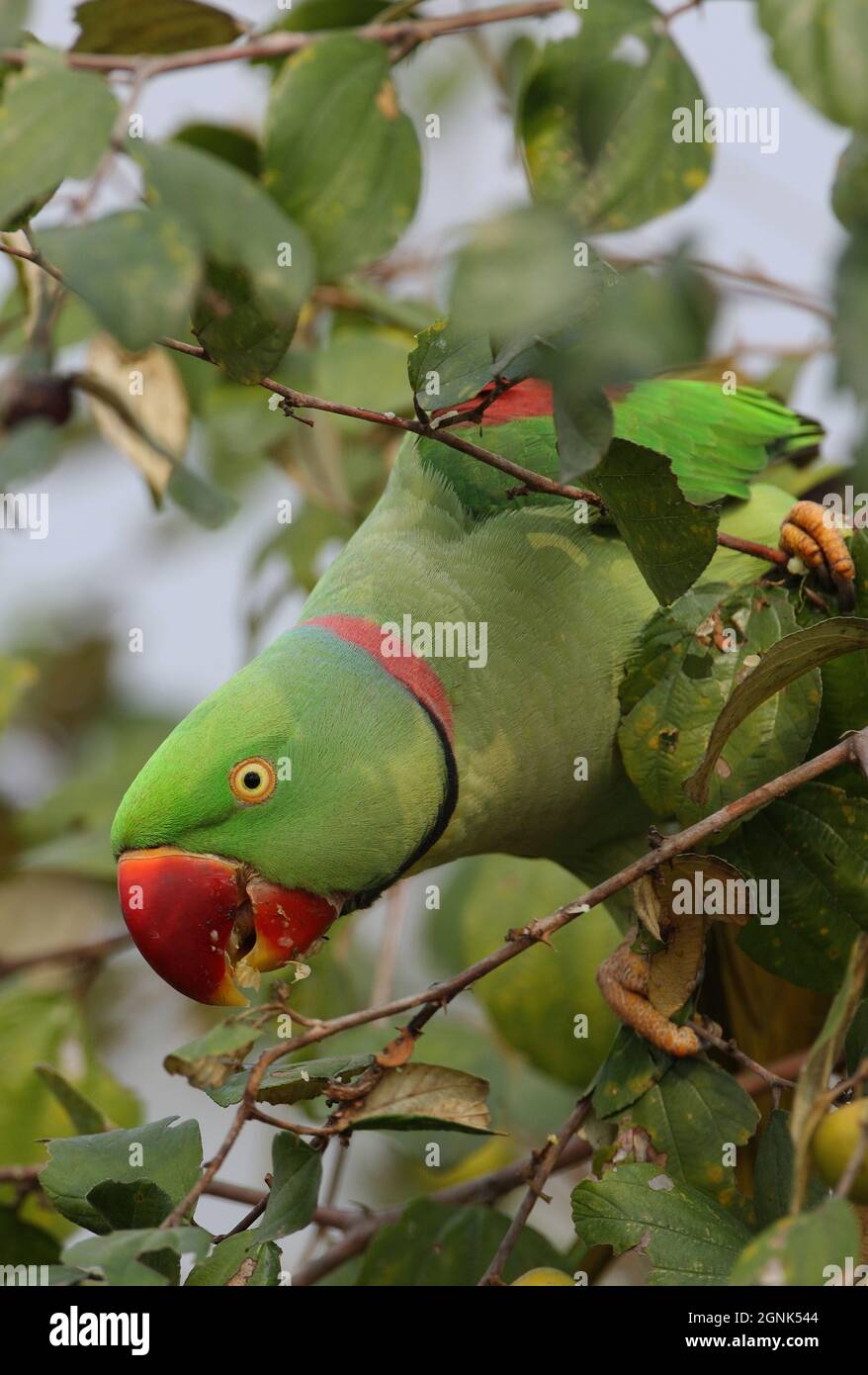 Kaziranga assam parrot hi-res stock photography and images - Alamy