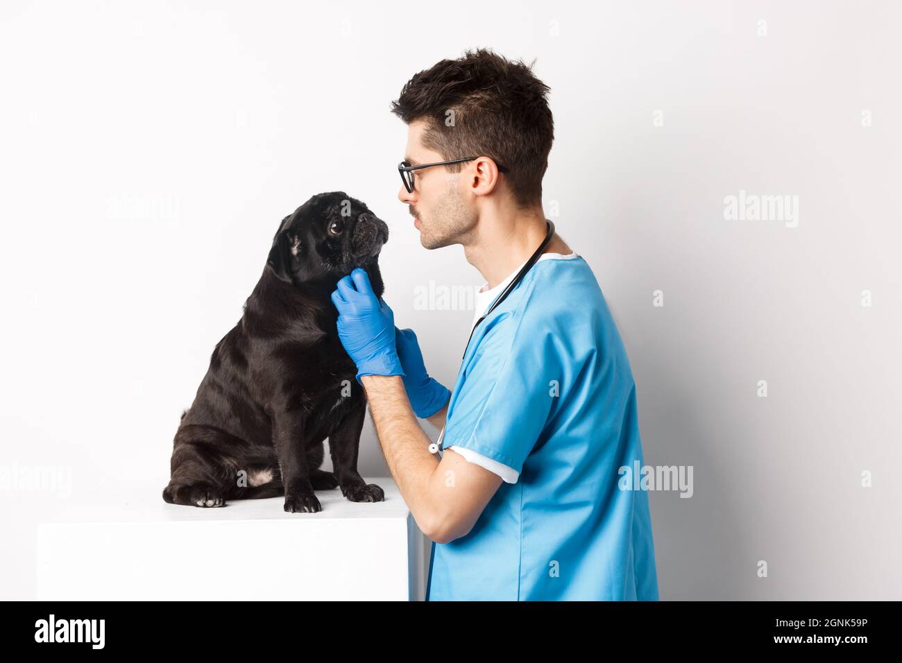 Handsome doctor veterinarian examining cute black pug dog at vet clinic ...