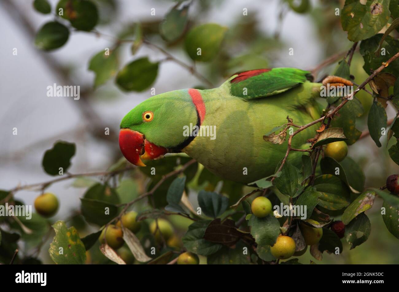 Psittacula eupatria hi-res stock photography and images - Alamy