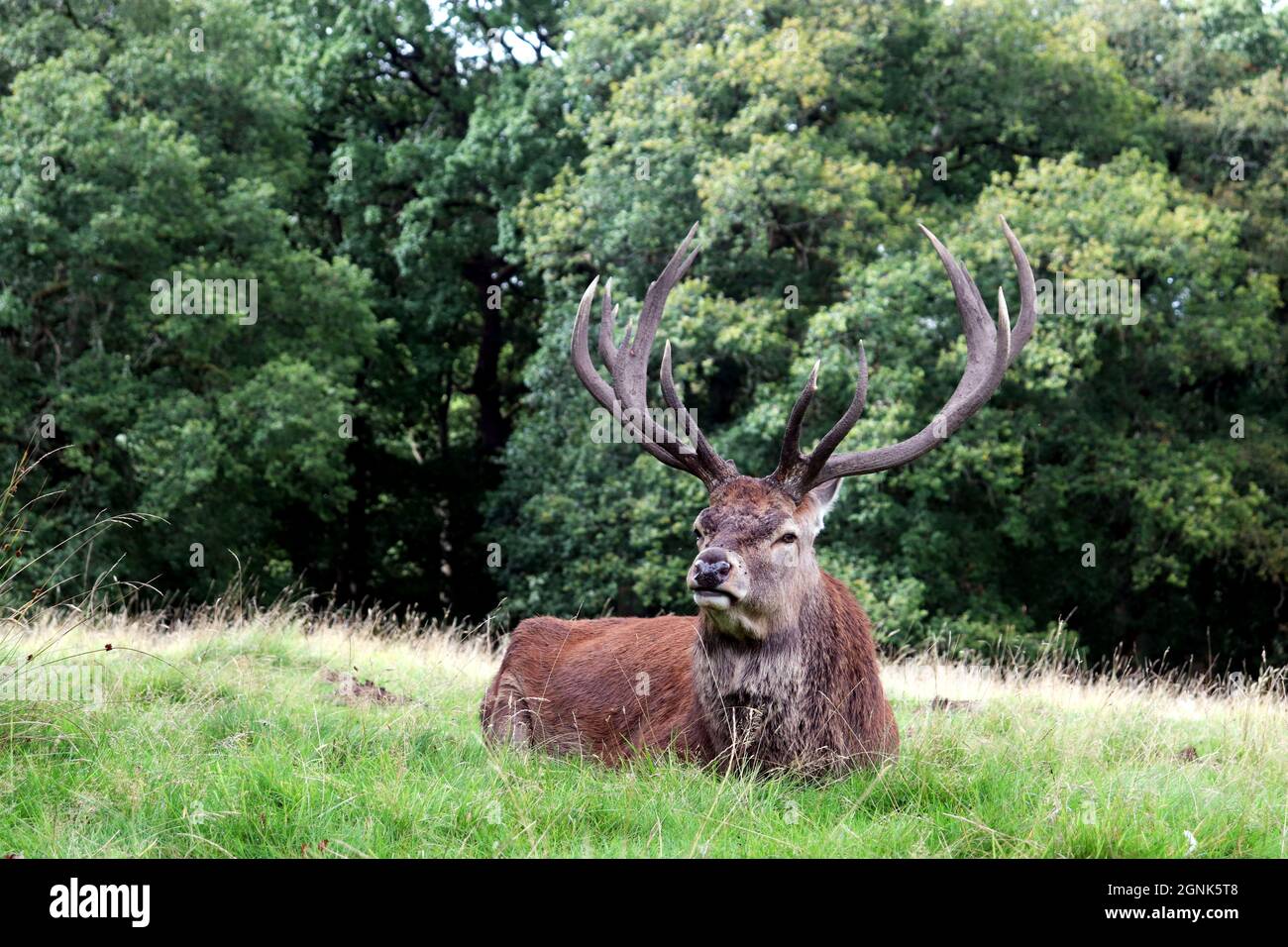 Stag resting in woodland Stock Photo - Alamy