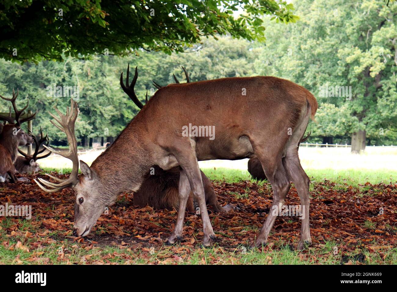 Woodland pasture hi-res stock photography and images - Alamy