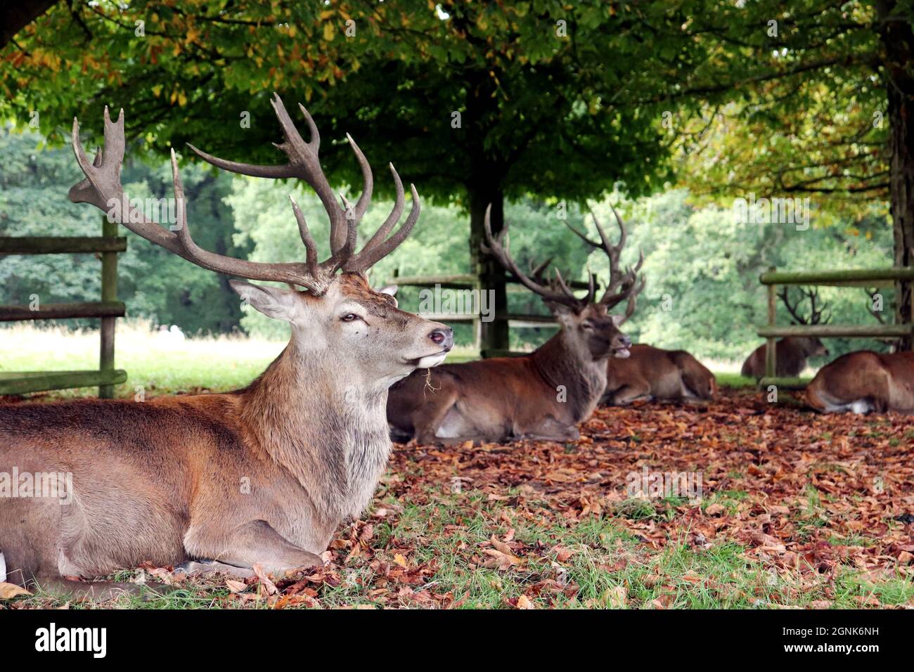 Baby stag hi-res stock photography and images - Alamy