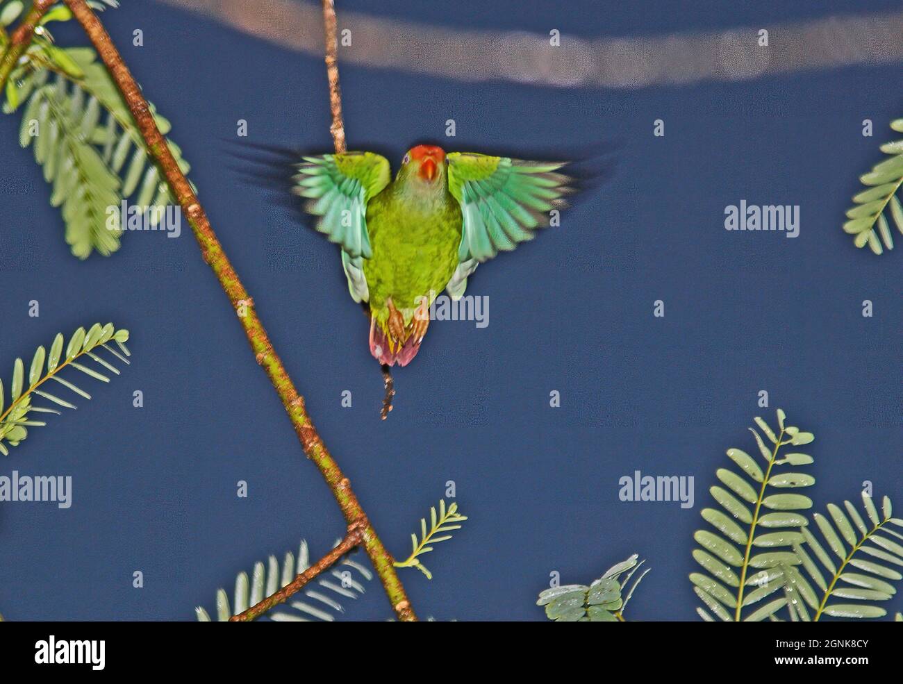 Sri lanka hanging parrot loriculus beryllinus hi-res stock photography ...