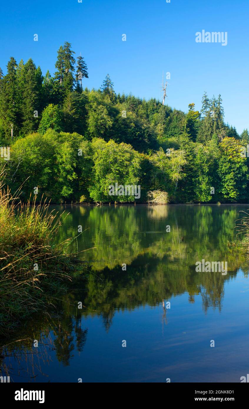 Chehalis River, Friends Landing Wildlife Area, Washington Stock Photo ...