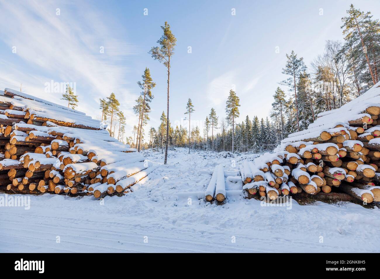 View of snowy wood logs on rare pine trees and pale blue sky with white clouds background ...