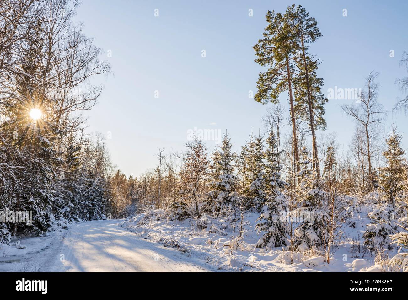 Snowy Swedish Forest