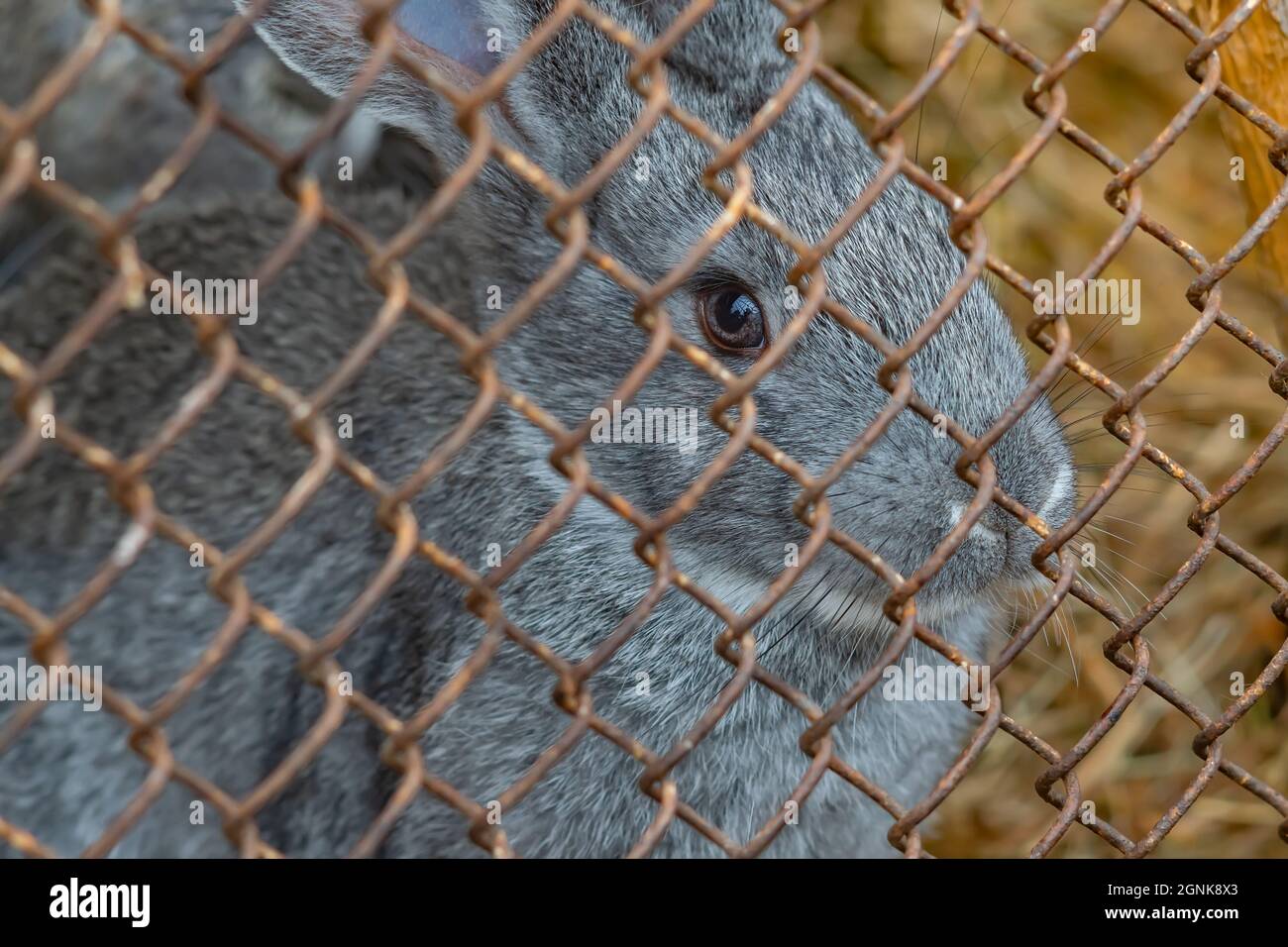 close up, the muzzle of a gray fluffy rabbit that sits in an iron cage ...