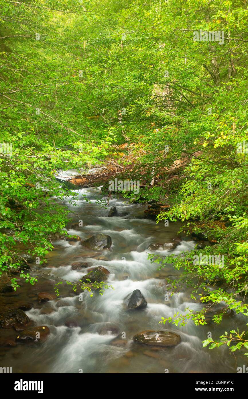 Dungeness River from Lower Dungeness Trail, Olympic National Forest ...
