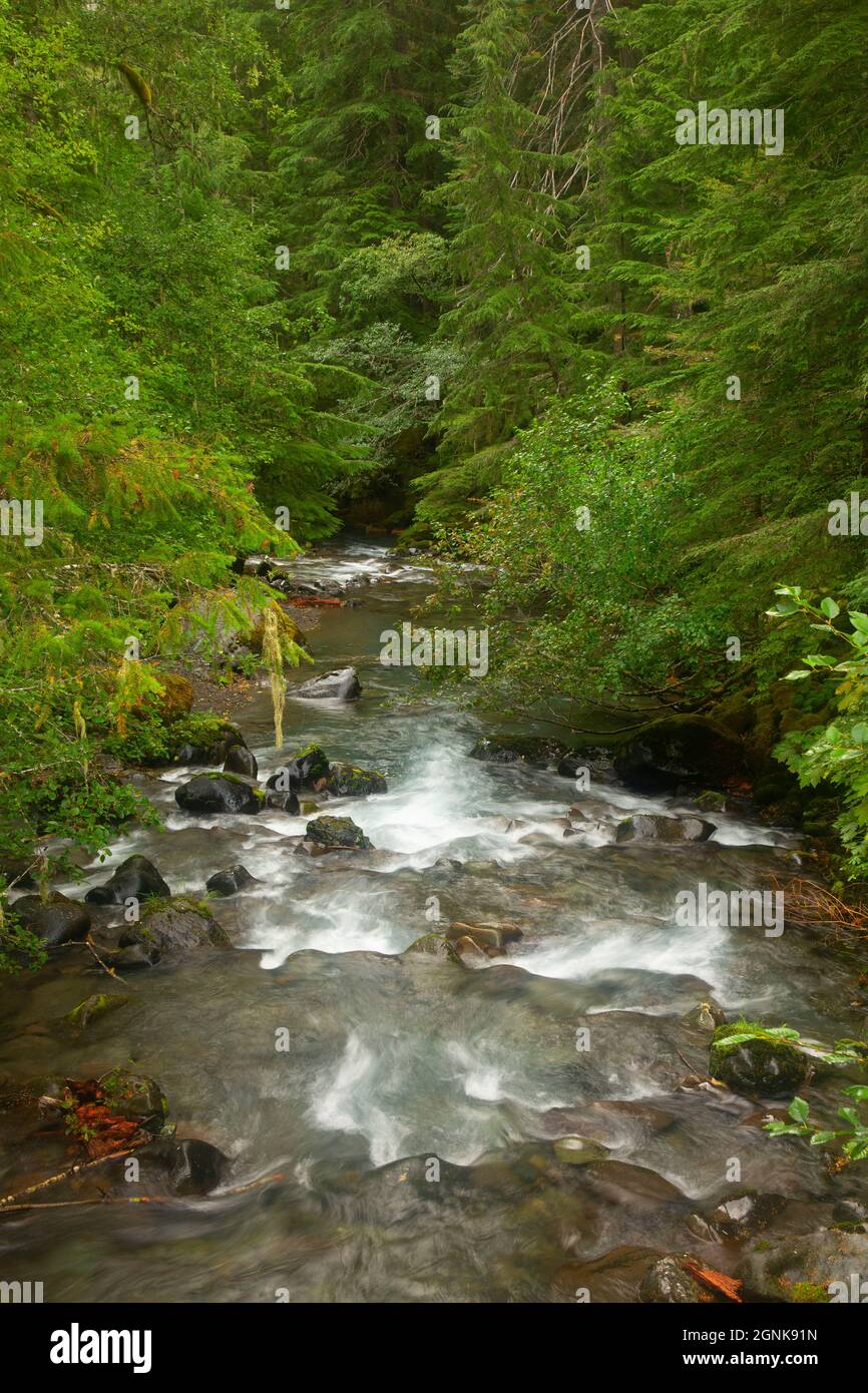 Dungeness River from Lower Dungeness Trail, Olympic National Forest ...