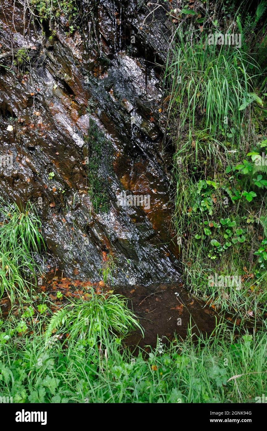 spring flowing along a rock Stock Photo - Alamy