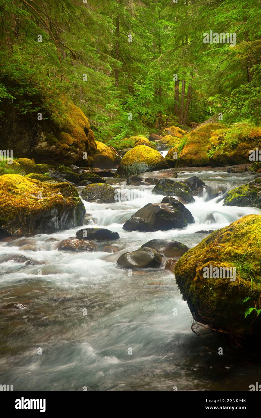 Dungeness River from Lower Dungeness Trail, Olympic National Forest ...