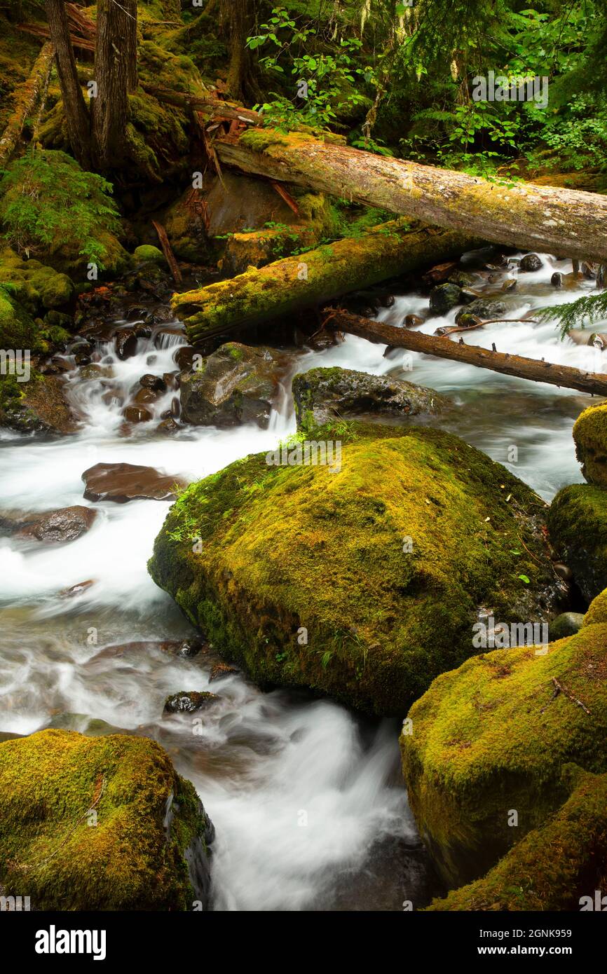 Dungeness River from Lower Dungeness Trail, Olympic National Forest ...