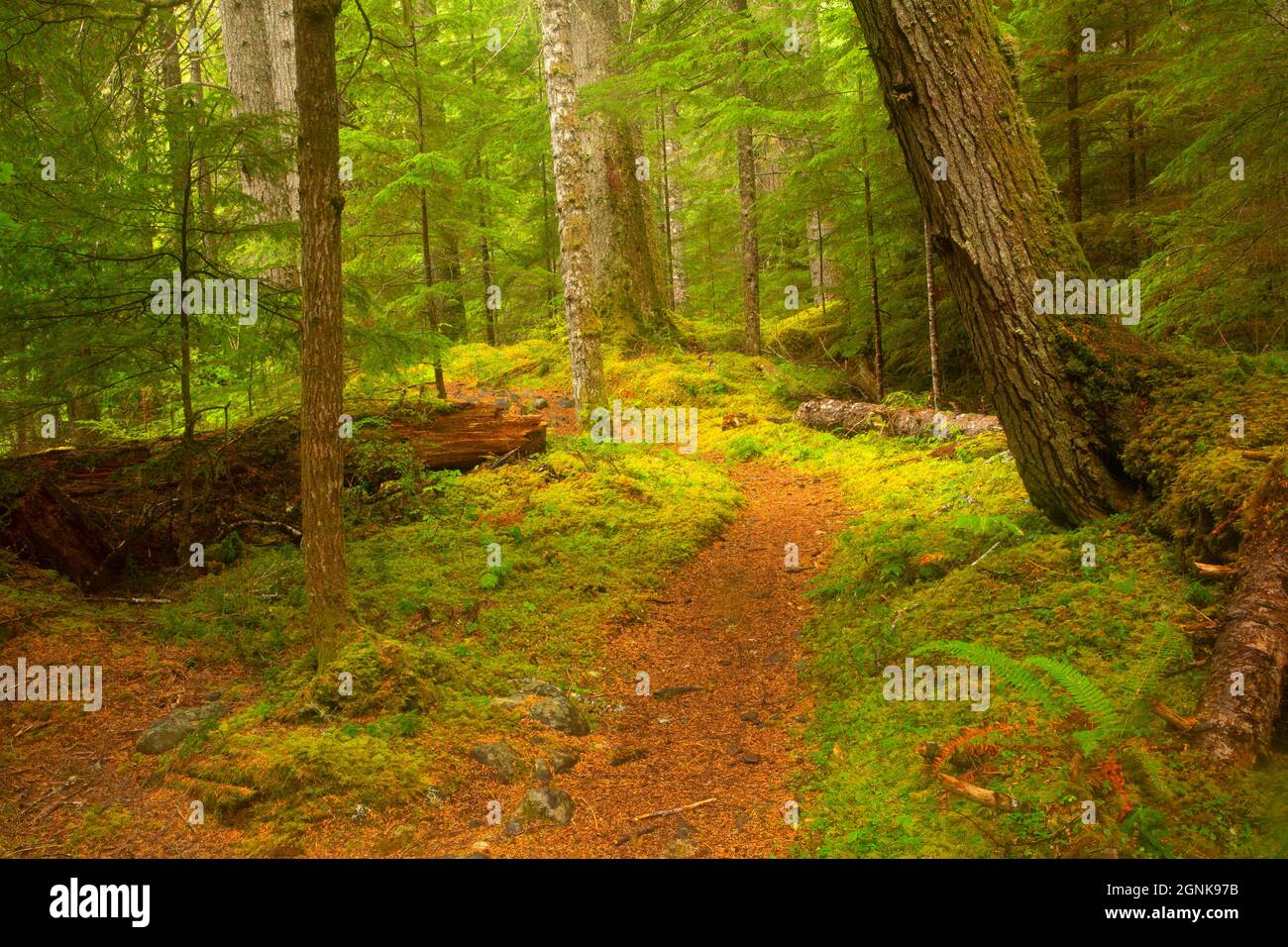 Lower Dungeness Trail, Olympic National Forest, Washington Stock Photo ...