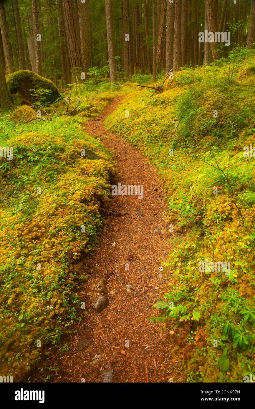 Lower Dungeness Trail, Olympic National Forest, Washington Stock Photo ...