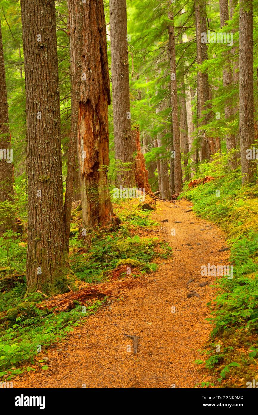 Upper Dungeness Trail, Olympic National Forest, Washington Stock Photo ...