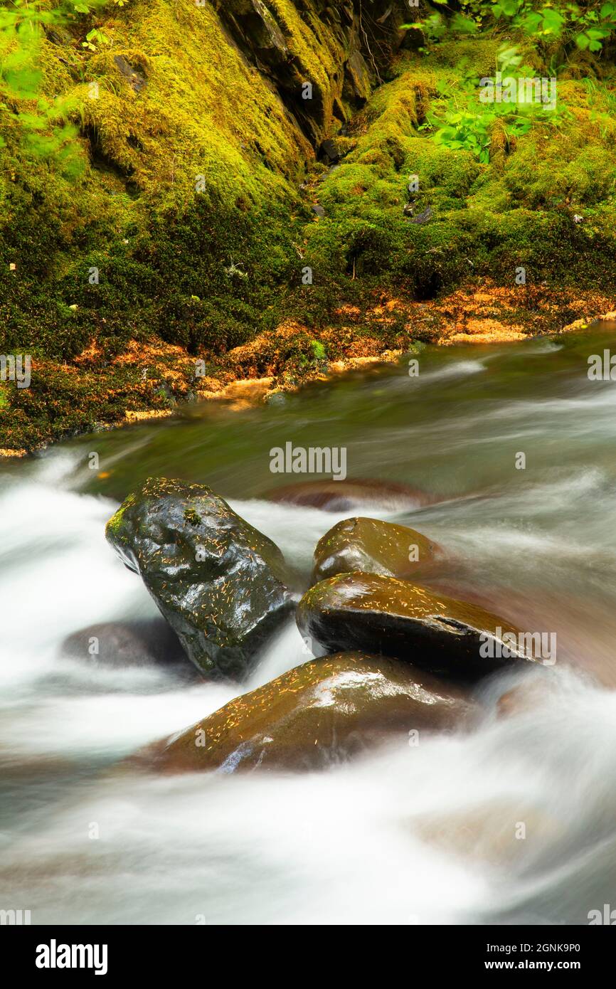 Dungeness River from Upper Dungeness Trail, Olympic National Forest ...